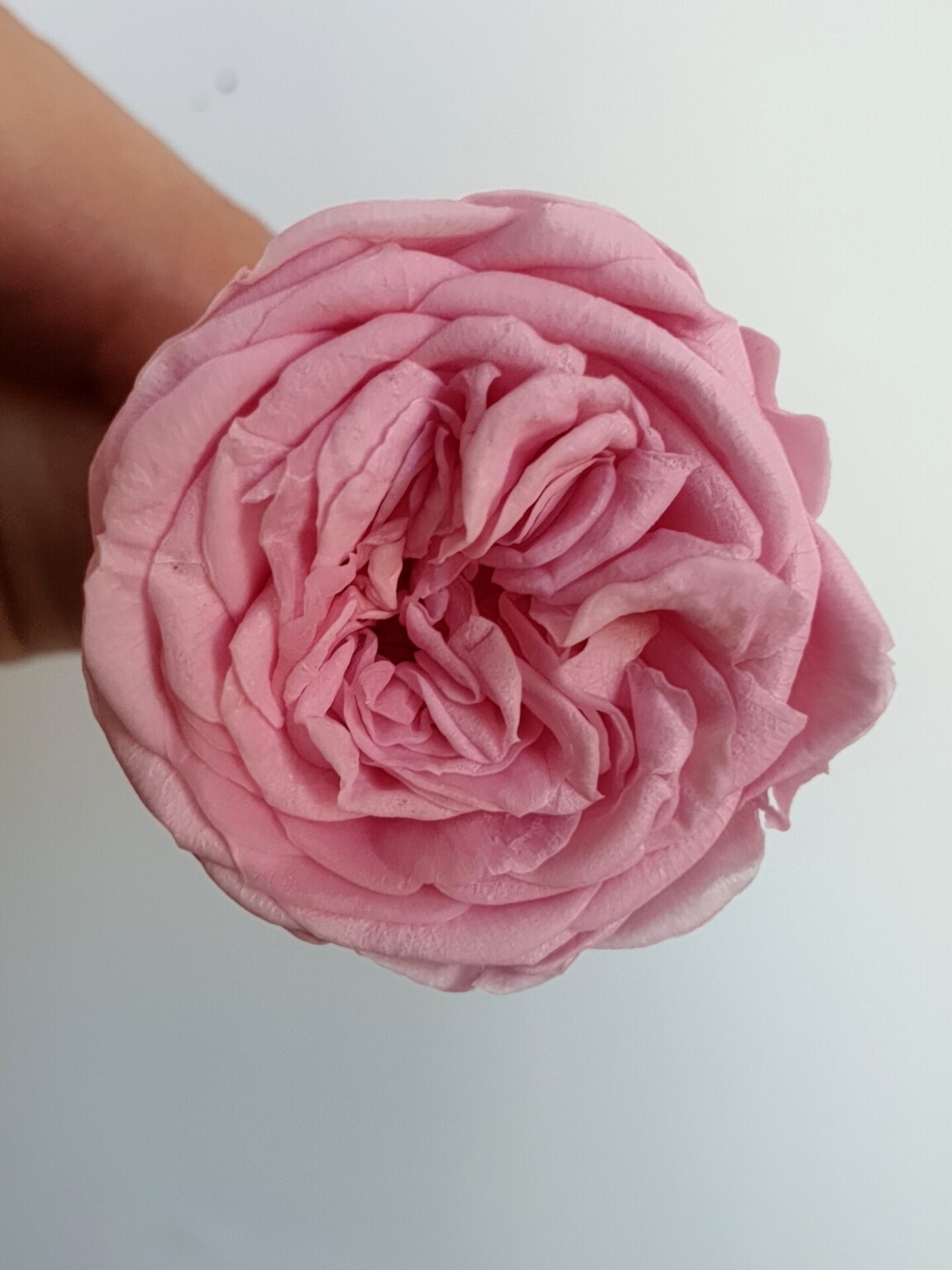 Роза пионовидная стабилизированная розовая - FLOWERS-EJ